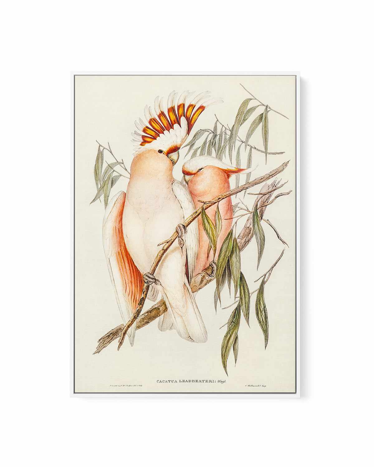 Buy 'Major Mitchell Vintage Australian Bird Illustration' Framed Canvas ...